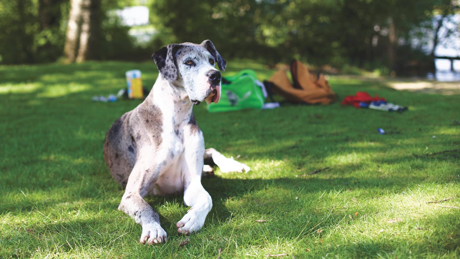 Top 15 Most Low-Maintenance Dog Breeds - Dog Breed Pro