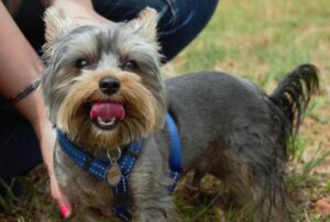 5 Reasons Dogs Snap and 9 Ways To Stop The Behavior - Dog Breed Pro