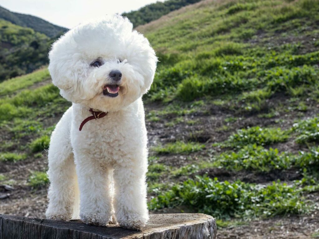 Top 15 Most Low-Maintenance Dog Breeds - Dog Breed Pro