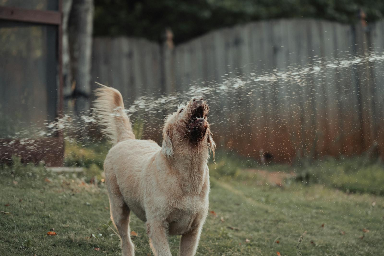 15 Reasons Your Dog Might Be Acting Strangely at Night - Dog Breed Pro