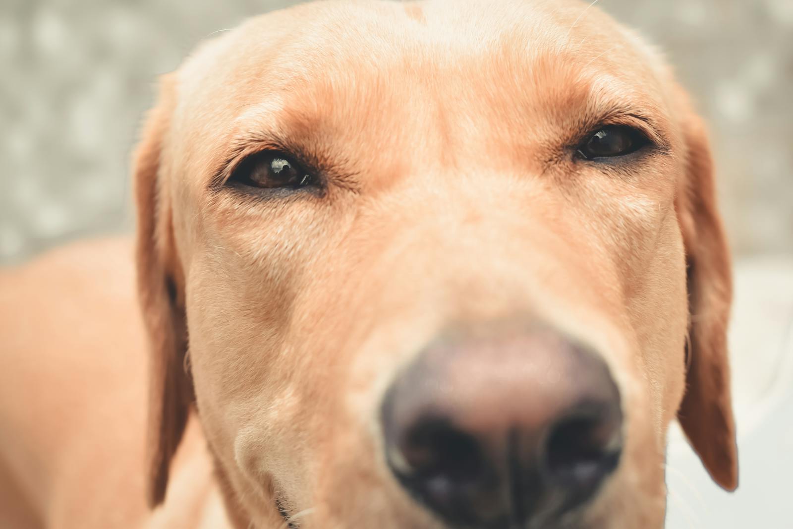 15 Weird but True Facts About Dogs - Dog Breed Pro