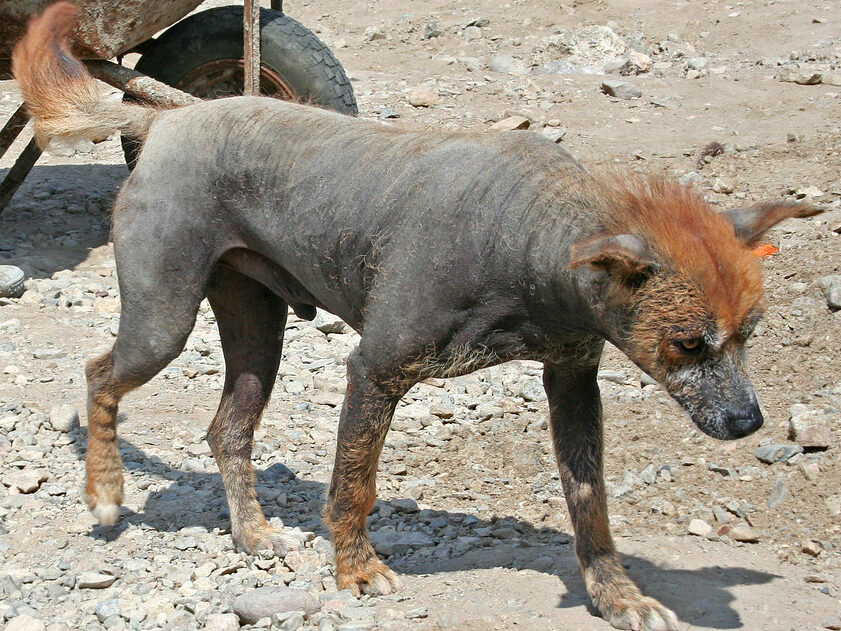 15 Rarest Dog Breeds - Dog Breed Pro