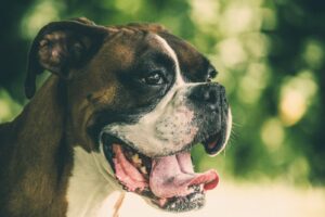 15 Dog Breeds Known for Their Intimidating Looks But Kind Hearts - Dog ...