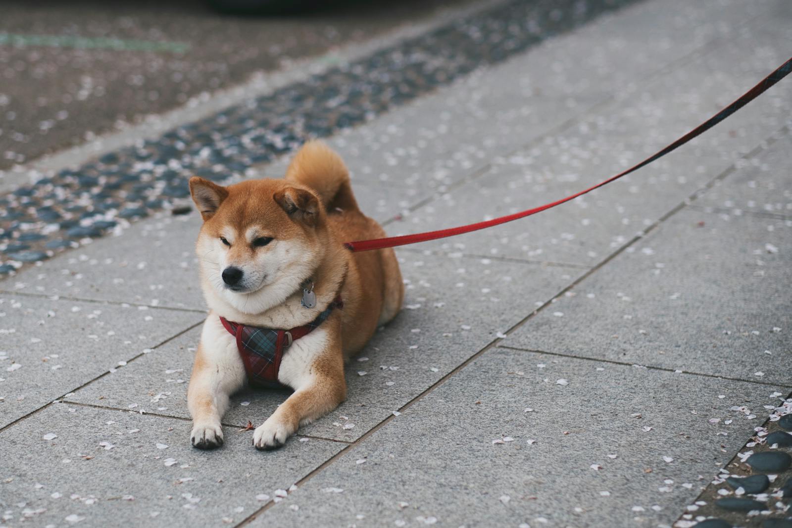 Top 15 Most Low-Maintenance Dog Breeds - Dog Breed Pro