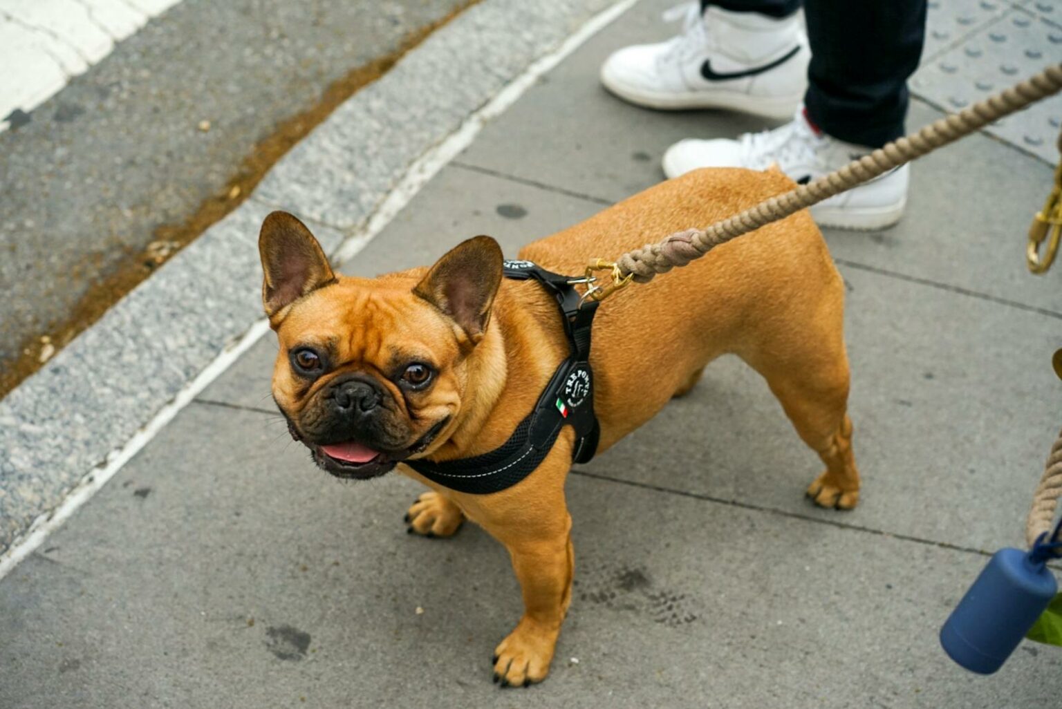 Top 15 Most Low-Maintenance Dog Breeds - Dog Breed Pro