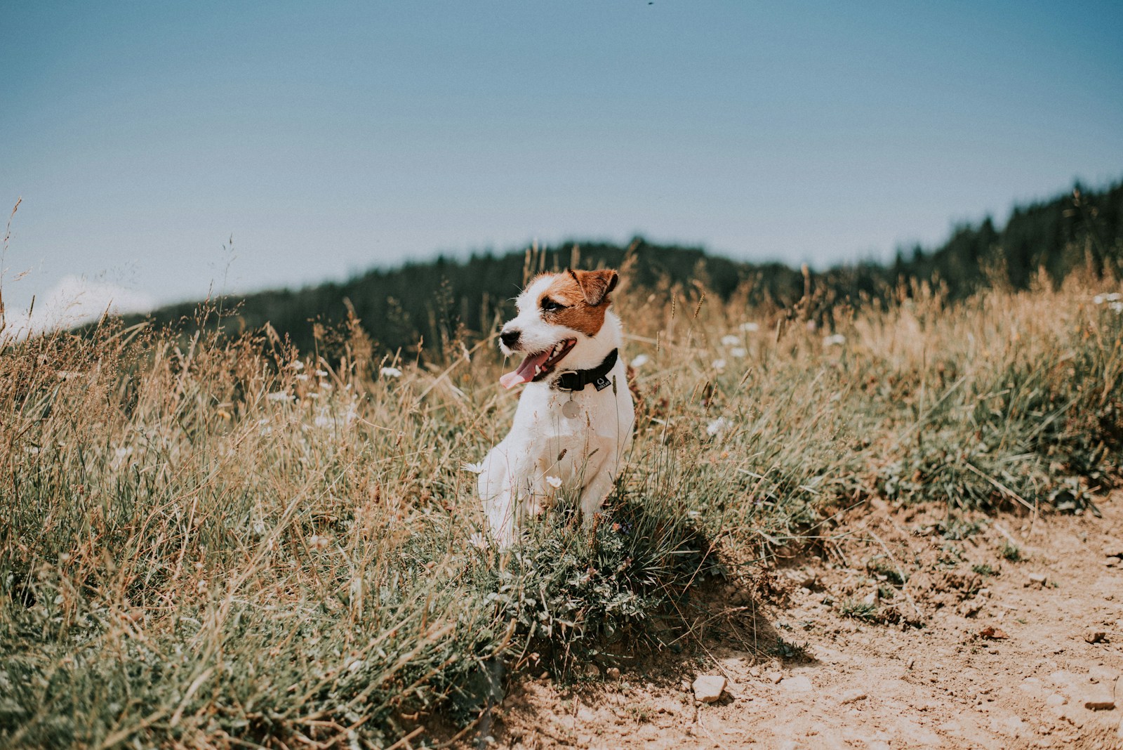 15 Dog Breeds That Look Harmless But Are Surprisingly Dangerous - Dog ...
