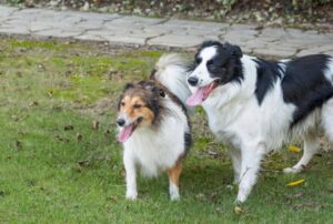 15 Ways to Prepare for Your Dog's First Mating Experience - Dog Breed Pro