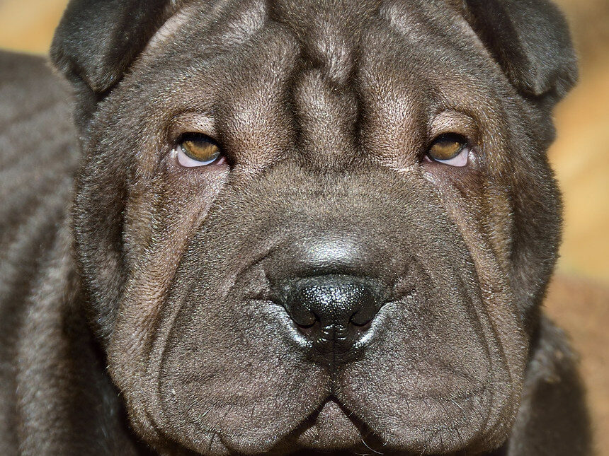 15 Dog Breeds People Love to Hate - Dog Breed Pro