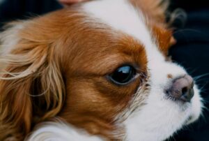 15 Best Therapy Dog Breeds for Emotional Support - Dog Breed Pro