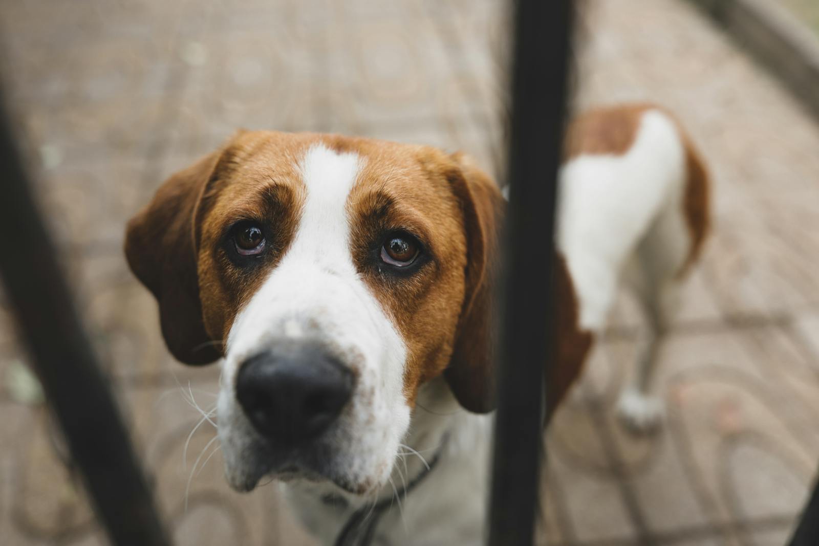 15 Reasons Your Dog Might Be Acting Strangely at Night - Dog Breed Pro