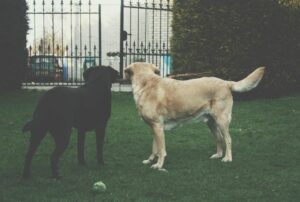 8 Pros and 7 Cons of Having Multiple Dogs - Dog Breed Pro