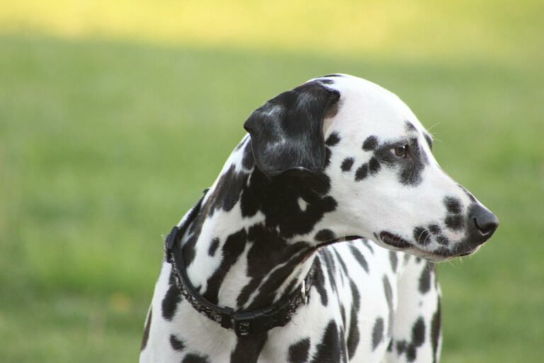 15 Dog Breeds That Look Harmless But Are Surprisingly Dangerous - Dog ...