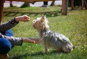 5 Reasons Dogs Snap and 9 Ways To Stop The Behavior - Dog Breed Pro