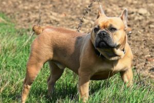 15 Dog Breeds With Exceptionally Distinctive Tails - Dog Breed Pro