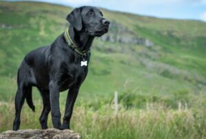 15 Dog Breeds With the Best Noses - Dog Breed Pro