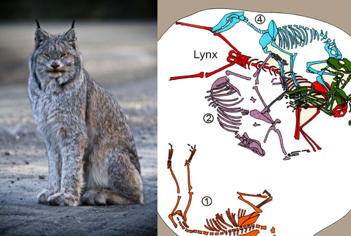 Archeologists Find Lynx and Layers of Dogs Buried in Hungary - Dog ...