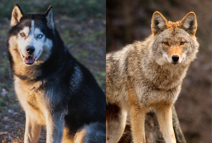 14 Major Differences Between Dogs And Coyotes - Dog Breed Pro