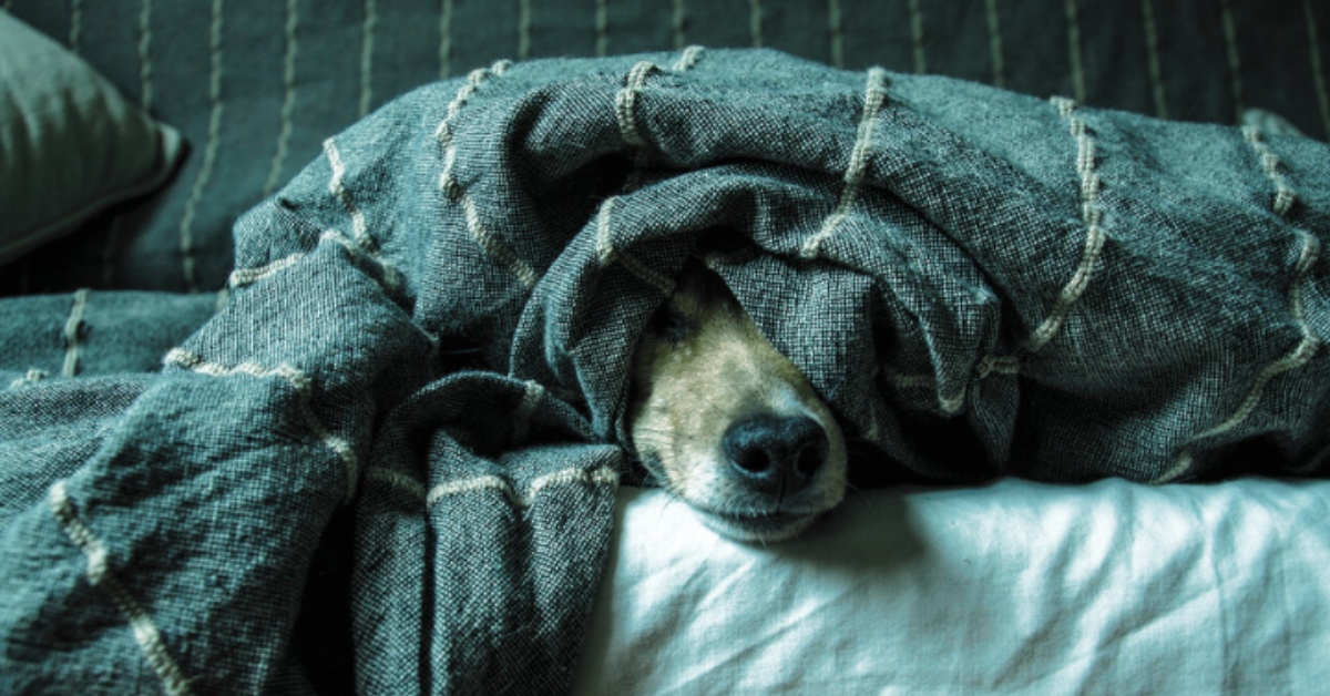 15 Causes of Nighttime Fears in Dogs - Dog Breed Pro