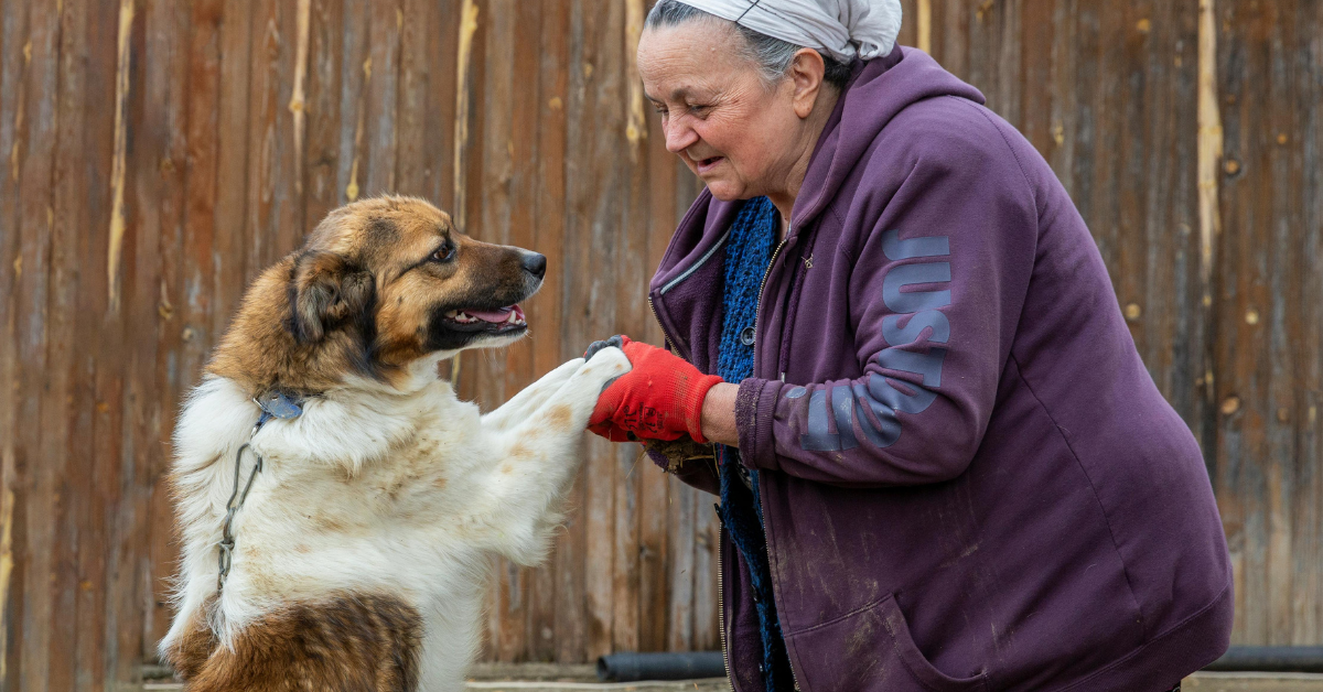 15 Ways to Train Your Dog to Greet Visitors Like a Pro - Dog Breed Pro