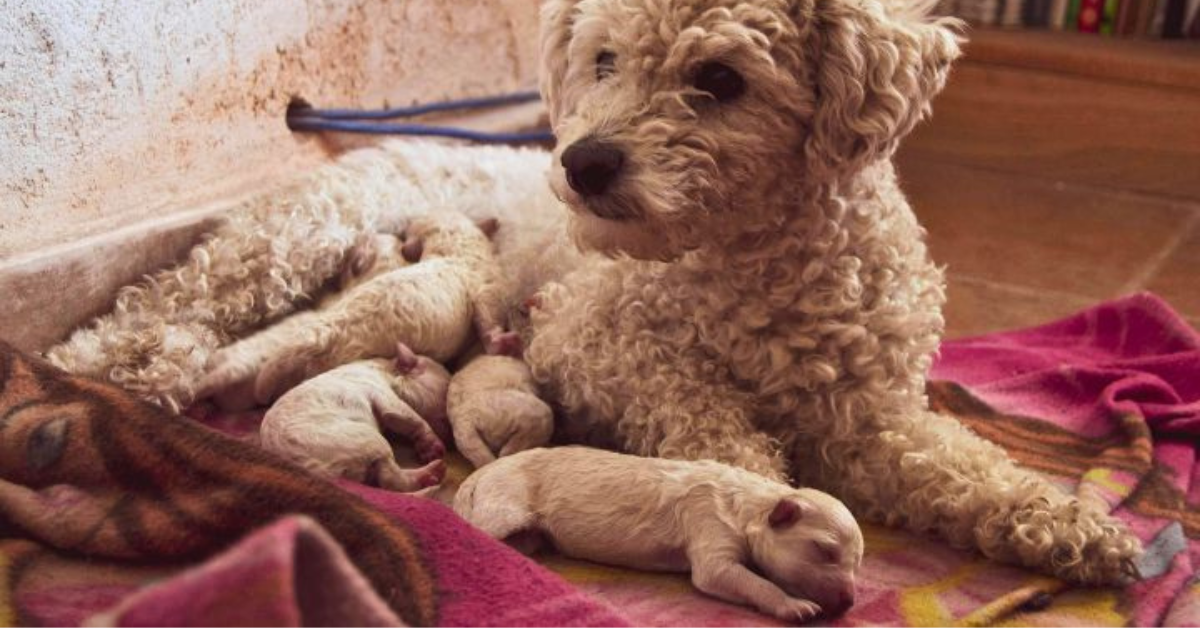 15 Must-Know Tips for Weaning Puppies and Supporting Their Mom - Dog ...