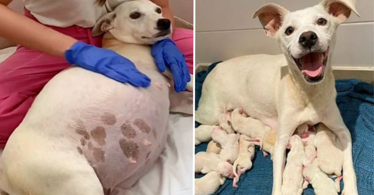 Everything You Need to Know About Your Dog's Heat Cycle - Dog Breed Pro