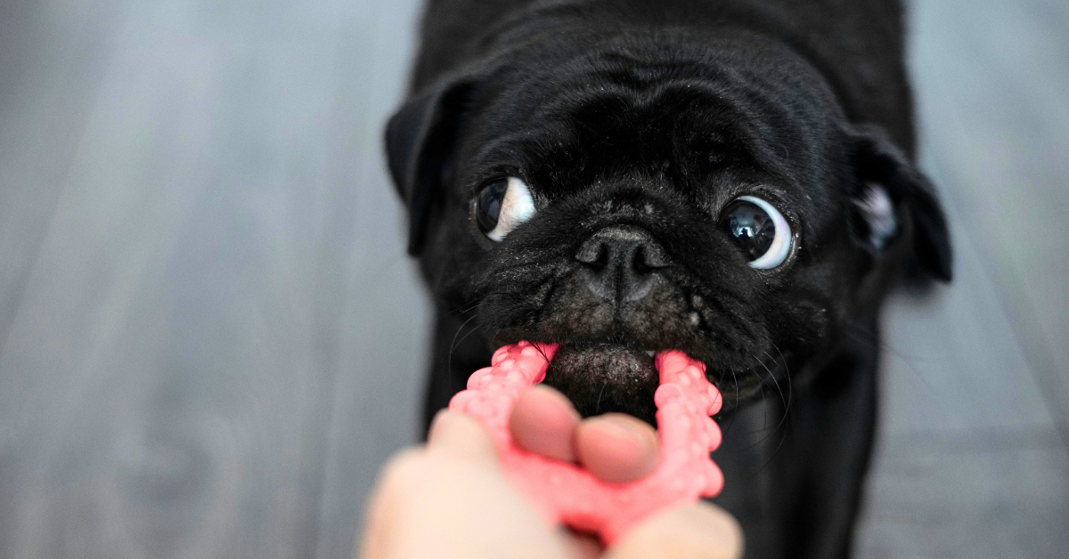 15 Practical Tips to Help Your Puppy Stop Biting - Dog Breed Pro