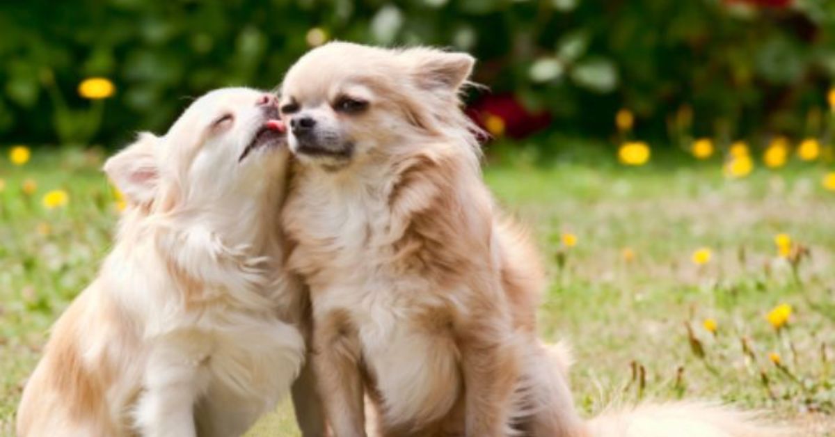 15 Ways to Prepare for Your Dog's First Mating Experience - Dog Breed Pro