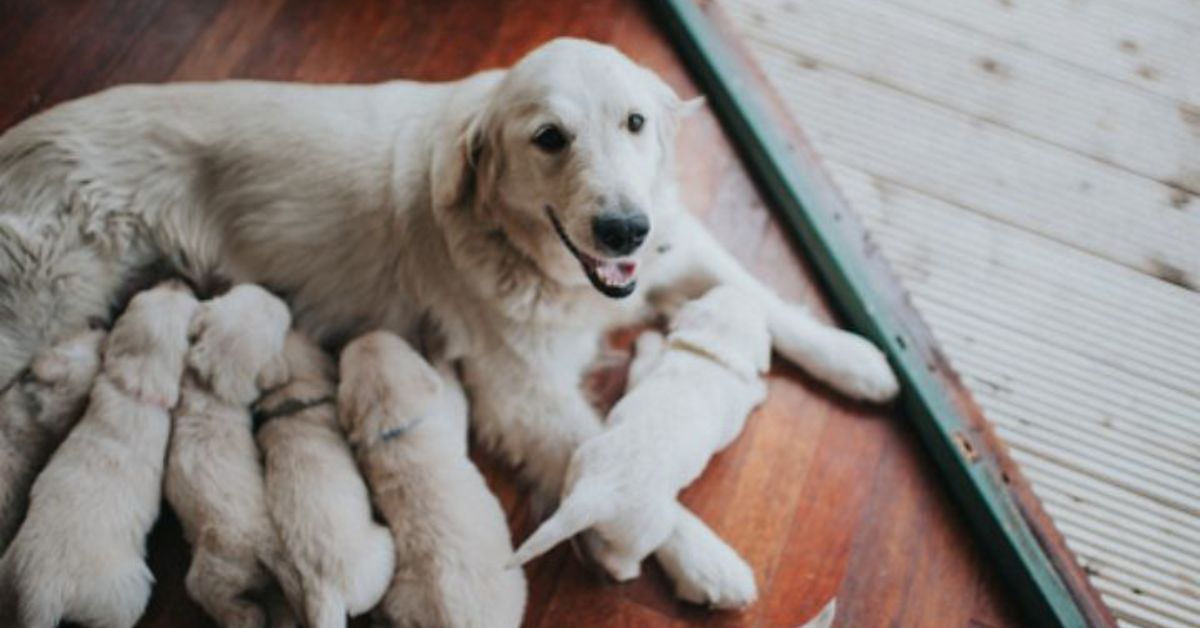 15 Reasons Why Rest Matters For Your Dog After Birth - Dog Breed Pro
