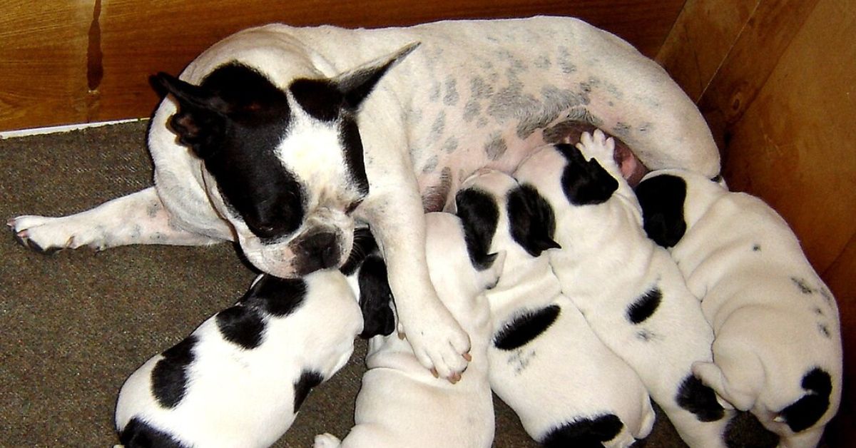 15 Ways to Help Your Dog Transition from Pregnancy to Motherhood - Dog ...