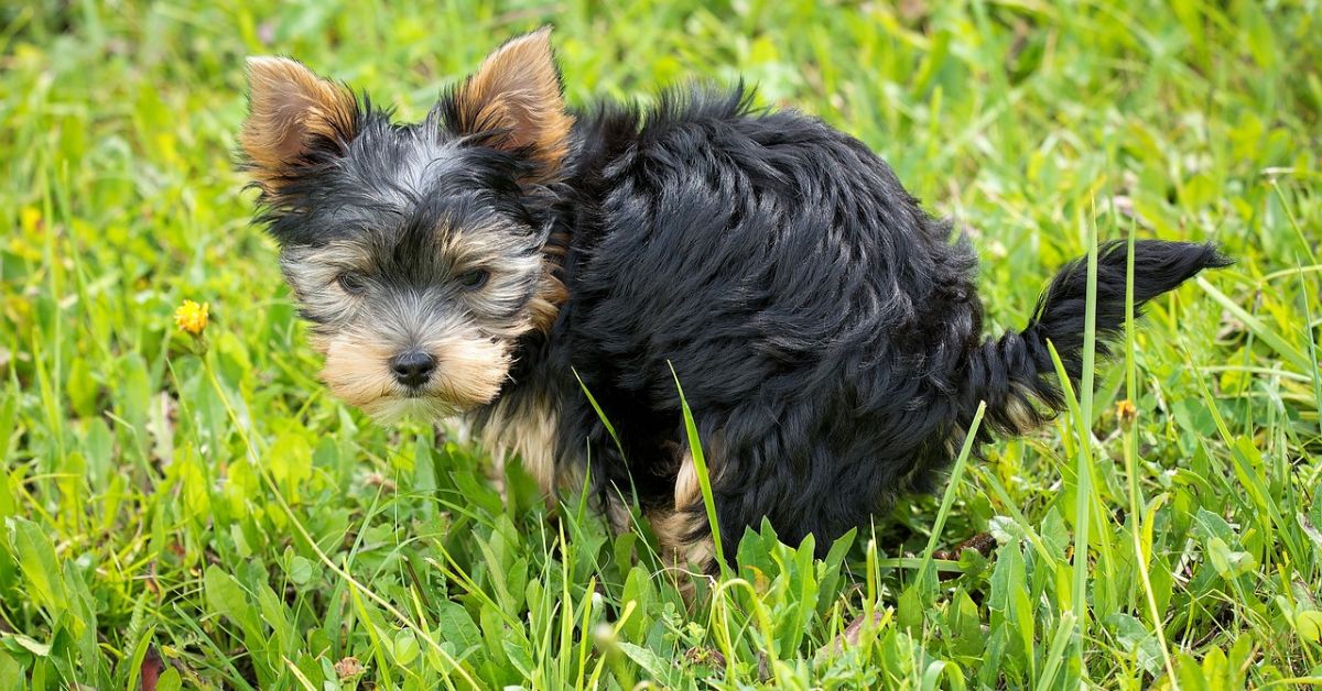 15 Reasons Why Your Dog’s Poop Might Be White - Dog Breed Pro