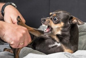 5 Reasons Dogs Snap and 9 Ways To Stop The Behavior - Dog Breed Pro