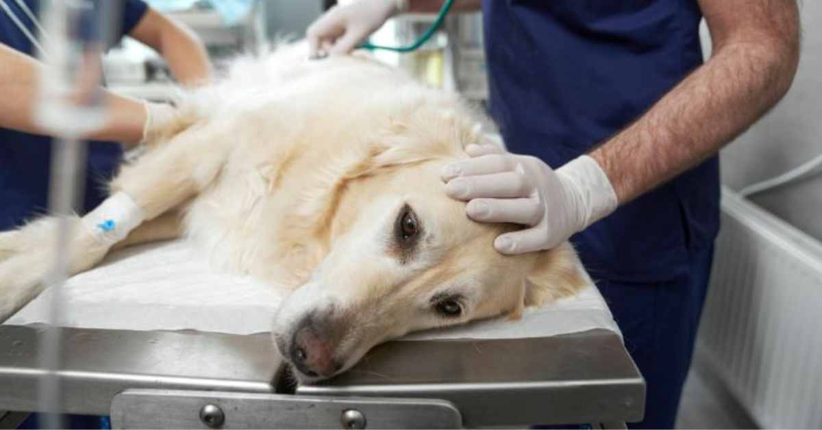 Spotting The Symptoms Of A Stroke In Dogs - Dog Breed Pro