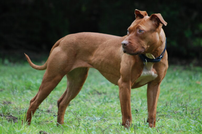 15 Dog Breeds Known for Their Intimidating Looks But Kind Hearts - Dog ...