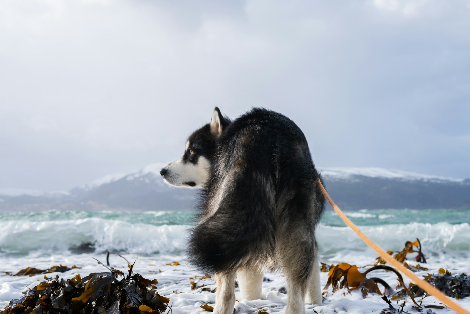 15 Dog Breeds That Look Harmless But Are Surprisingly Dangerous - Dog ...
