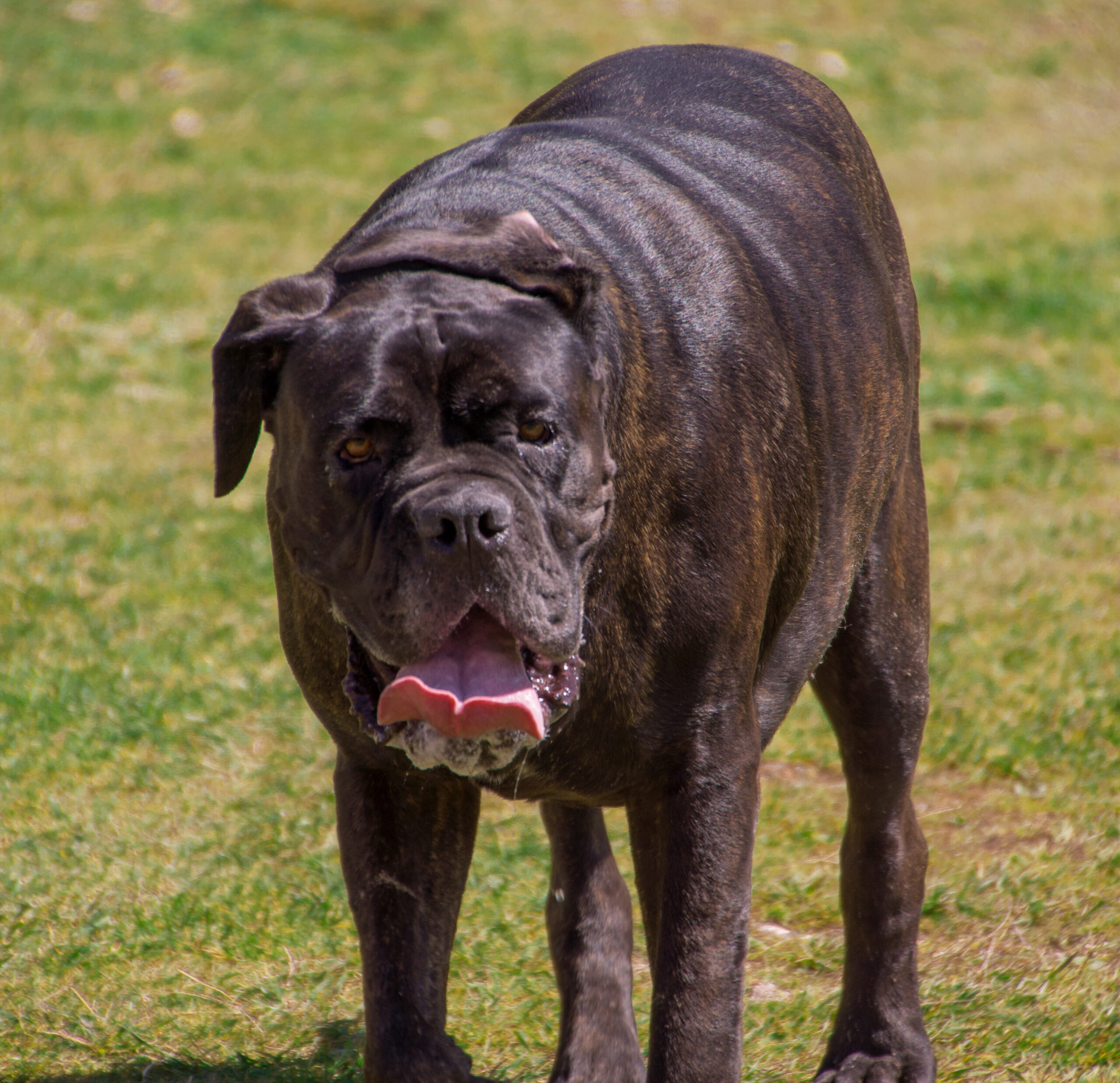 15 Dog Breeds Known for Their Intimidating Looks But Kind Hearts - Dog ...