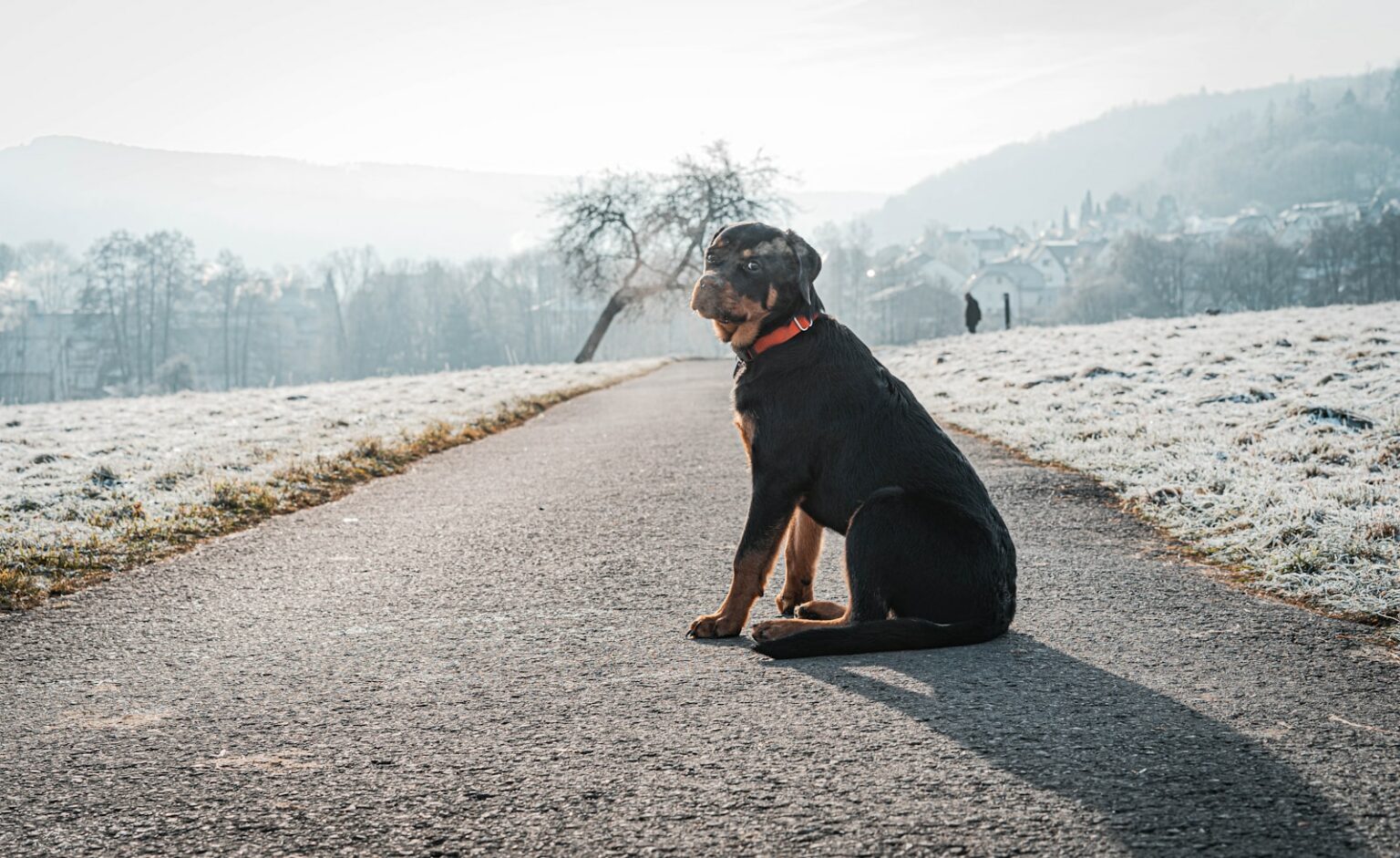 15 Dog Breeds Known for Their Intimidating Looks But Kind Hearts - Dog ...