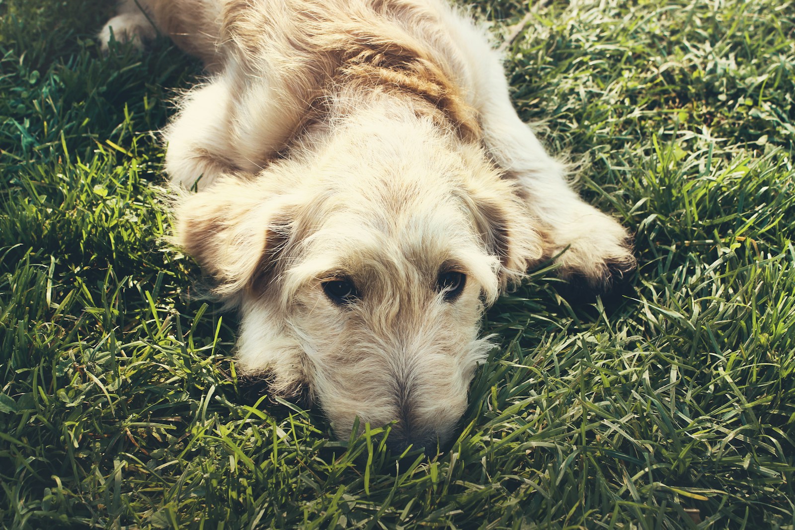 15 Reasons Your Dog Might Be Acting Strangely at Night - Dog Breed Pro