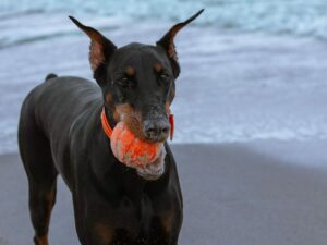 15 Dog Breeds Known for Their Intimidating Looks But Kind Hearts - Dog ...