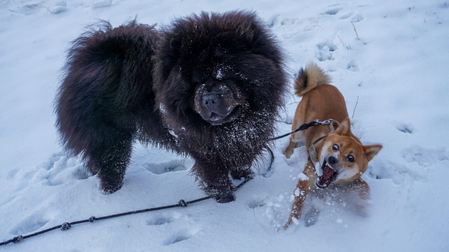 Top 15 Most Stubborn Dog Breeds - Dog Breed Pro
