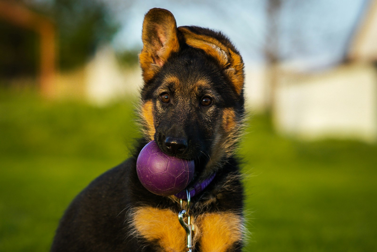 15 Dog Breeds Known for Their Intimidating Looks But Kind Hearts - Dog ...