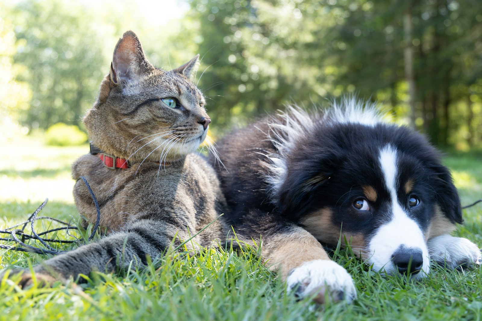 15 Dog Breeds That Love Cats - Dog Breed Pro