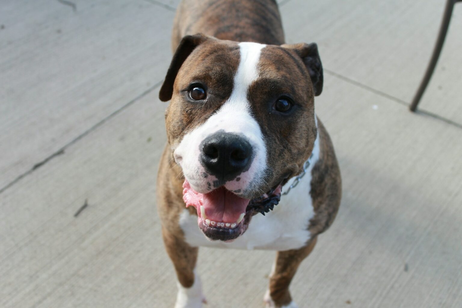 15 Dog Breeds That Look Harmless But Are Surprisingly Dangerous - Dog ...