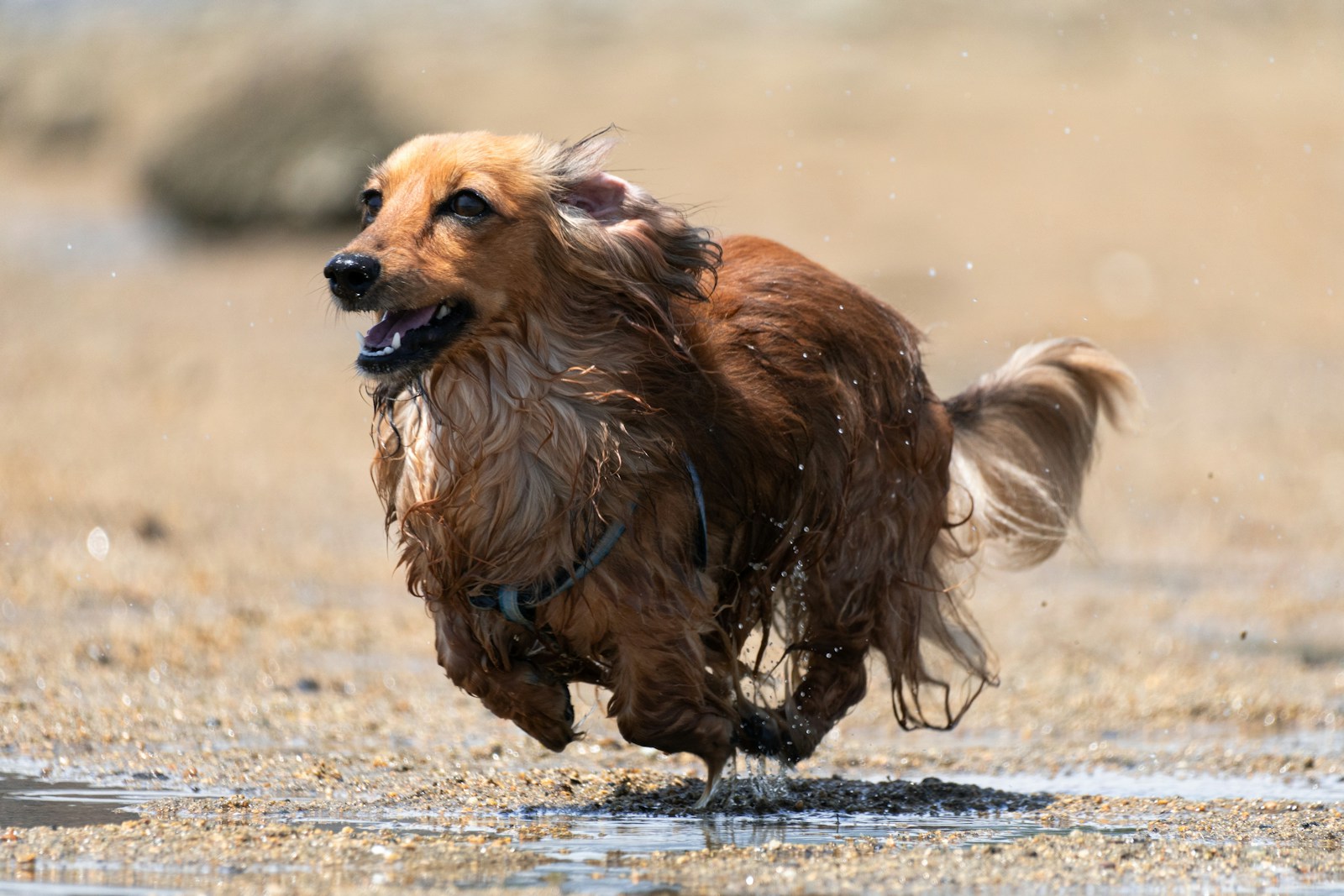 Top 15 Most Stubborn Dog Breeds - Dog Breed Pro