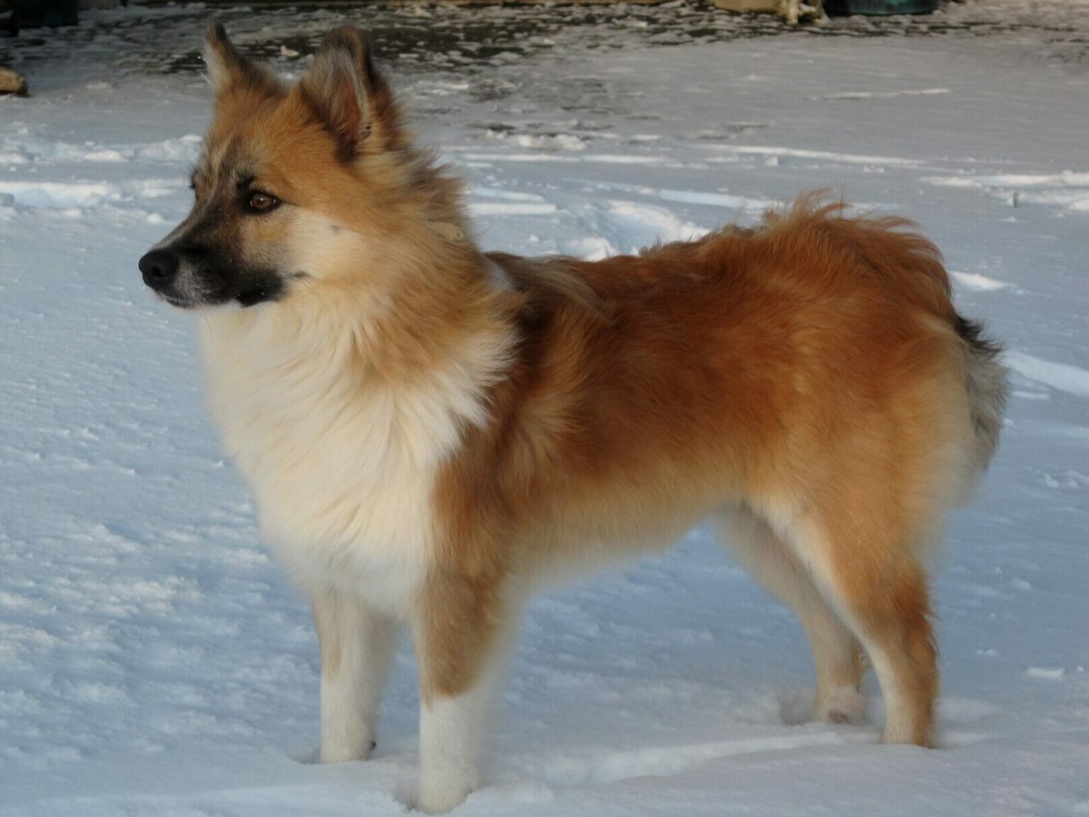 15 Dog Breeds That Can Survive in Extreme Weather Conditions - Dog ...