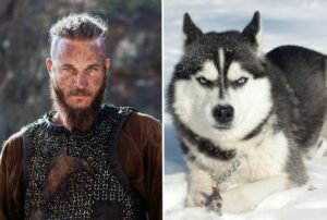 15 Top Dog Breeds with Viking Heritage - Dog Breed Pro