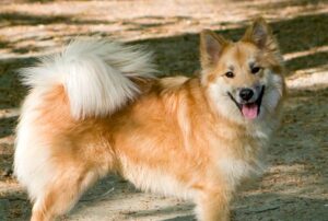 15 Top Dog Breeds with Viking Heritage - Dog Breed Pro