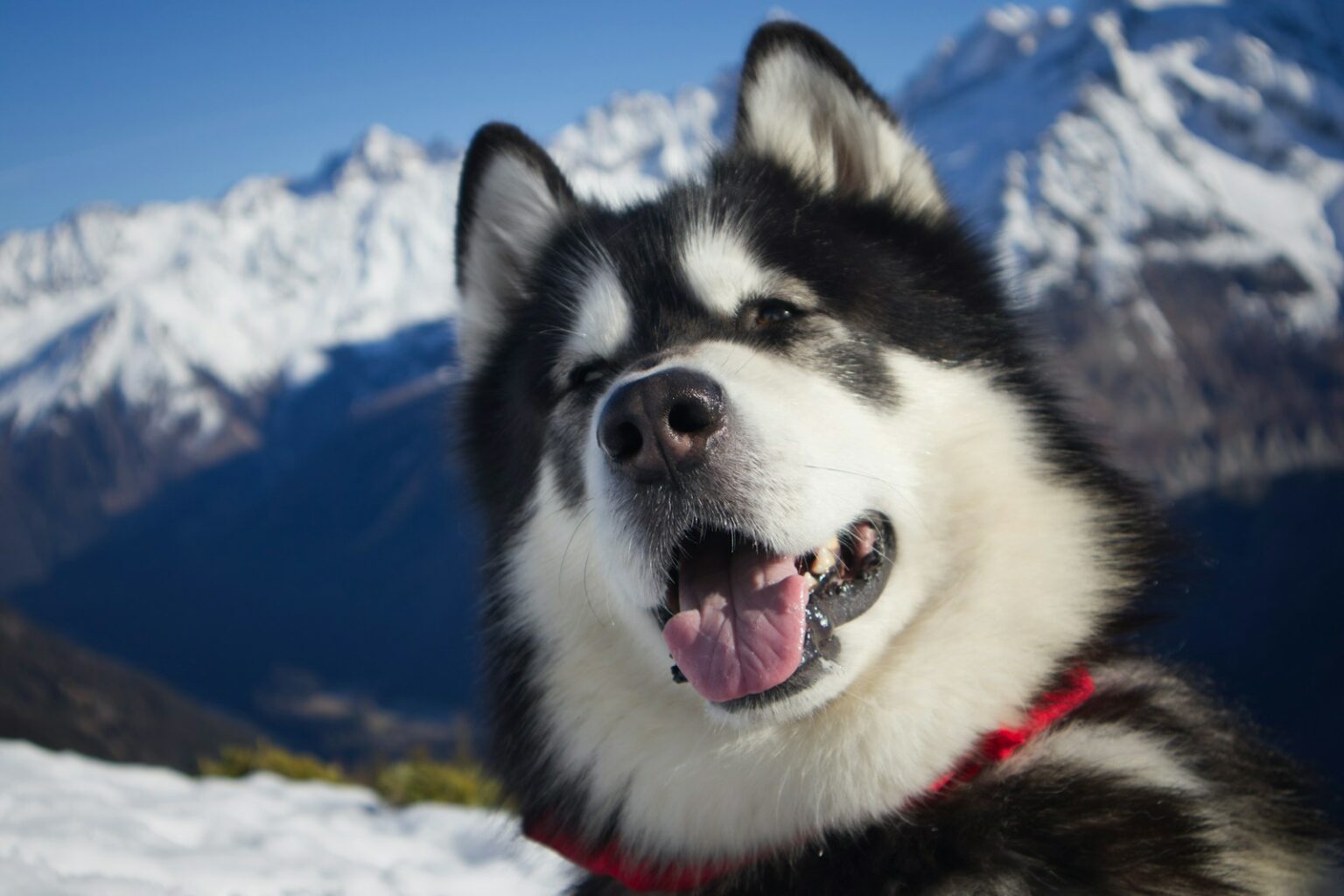 15 Dog Breeds That Can Survive in Extreme Weather Conditions - Dog ...