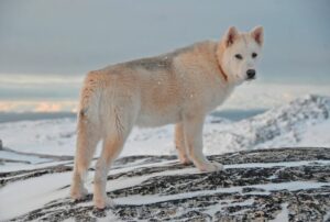 15 Top Dog Breeds with Viking Heritage - Dog Breed Pro