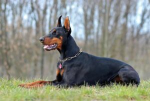 15 Dog Breeds That Work With The Police Patrol - Dog Breed Pro