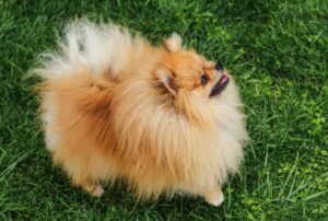 15 Most Vocal Dog Breeds Around - Dog Breed Pro